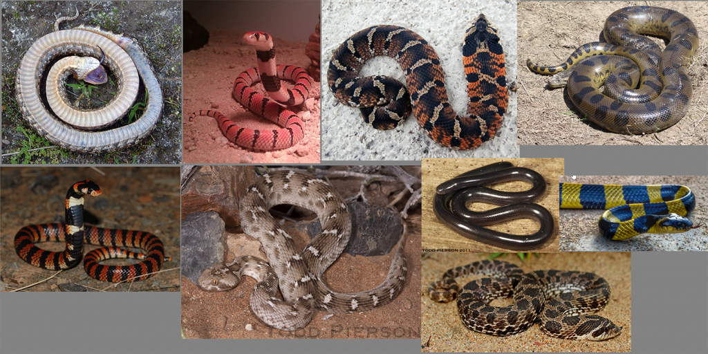 How to draw a snake - Drawing dynamic snakes easy 2025