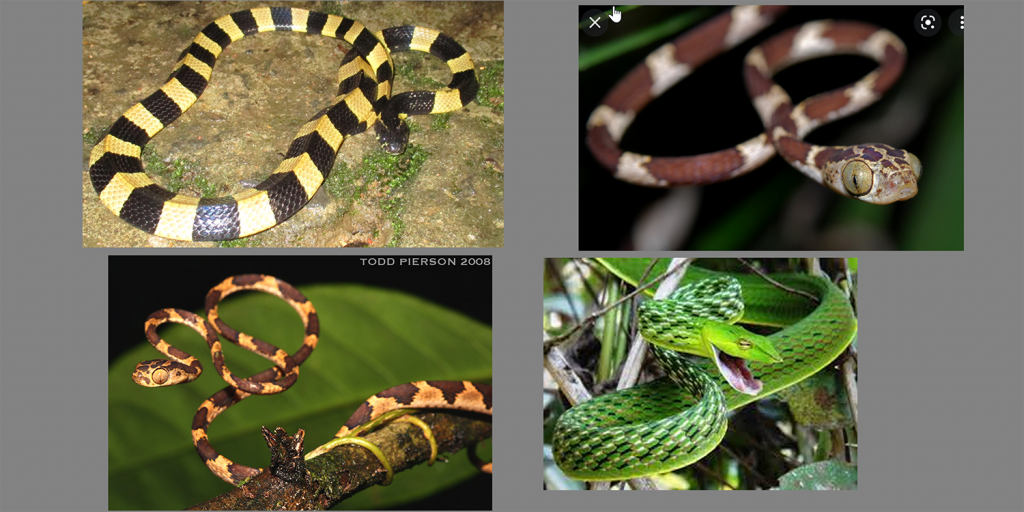 How to draw a snake - Drawing dynamic snakes easy 2025